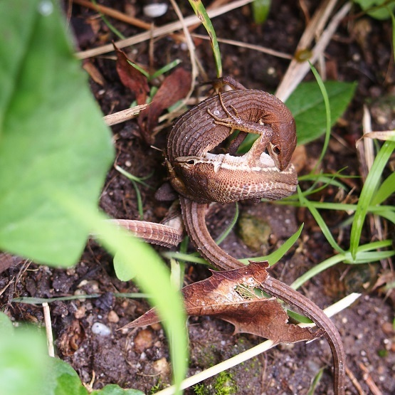トカゲ、なにしてるの？＊カナヘビの求愛 ぼくたちの観察＊ | 馬場文化堂