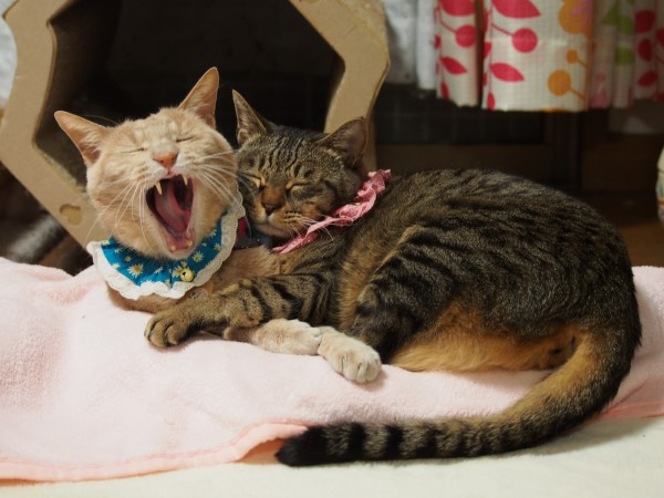 みぃちゃんは、やさしい。 | 馬場文化堂