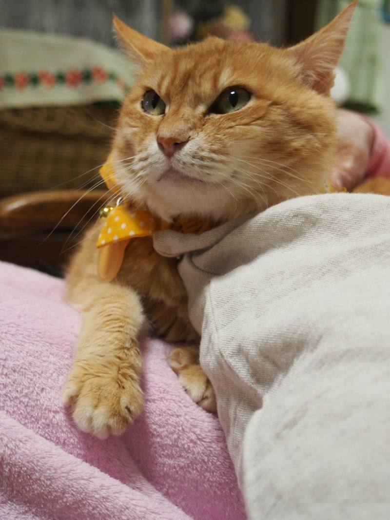 10/23能楽師さんのおうたい会。奥座敷「めるも座」お披露目、こけら落とし〜マルちゃん三回忌〜 | 馬場文化堂